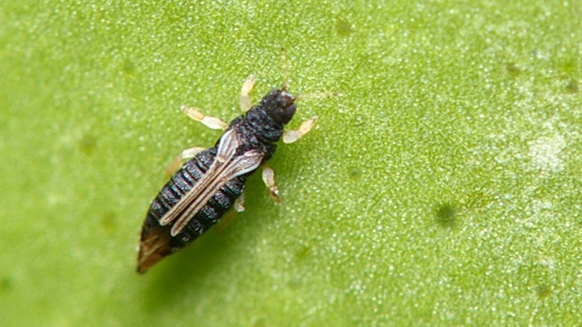 Tripsi štetočina - BASF poljoprivredna rešenja