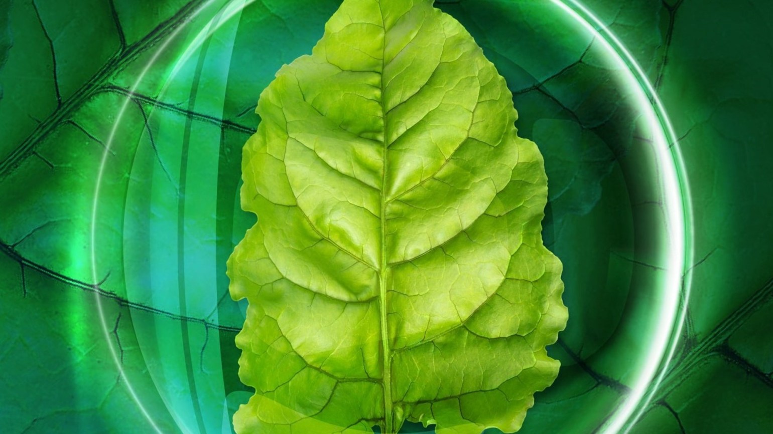 Revyvit ® Fungicid preventivnog i kurativnog delovanja BASF