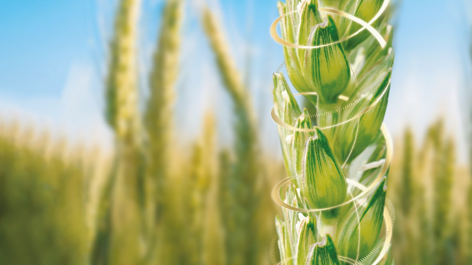 Caramba® fungicid - BASF poljoprivredna rešenja