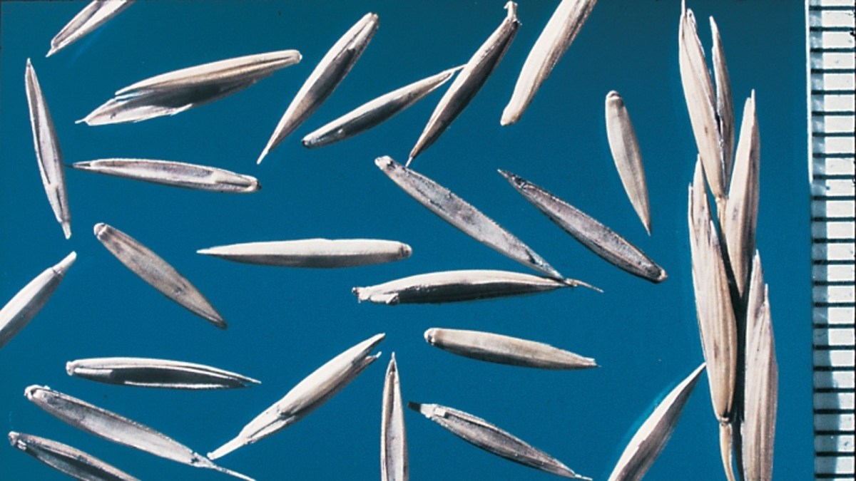 Pirevina - travni korov - BASF poljoprivredna rešenja